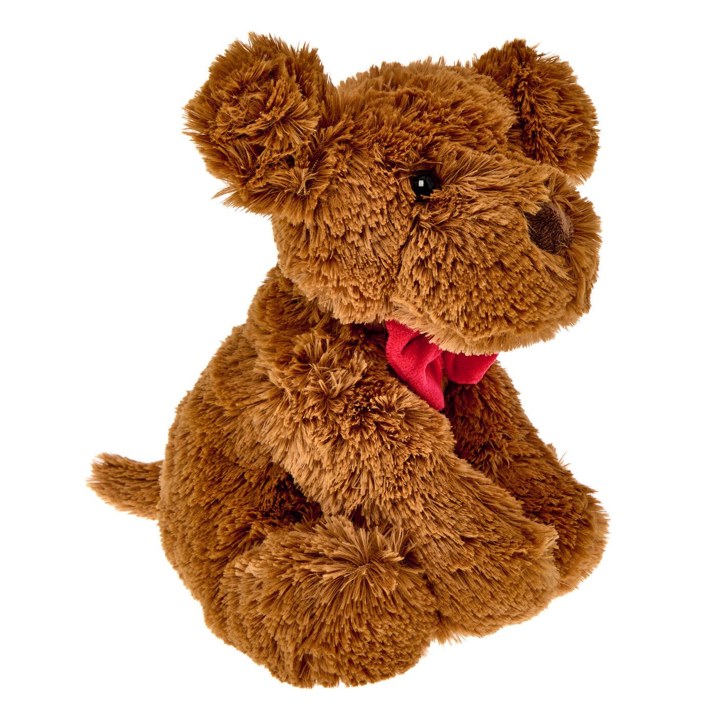 chocolate brown cockapoo teddy