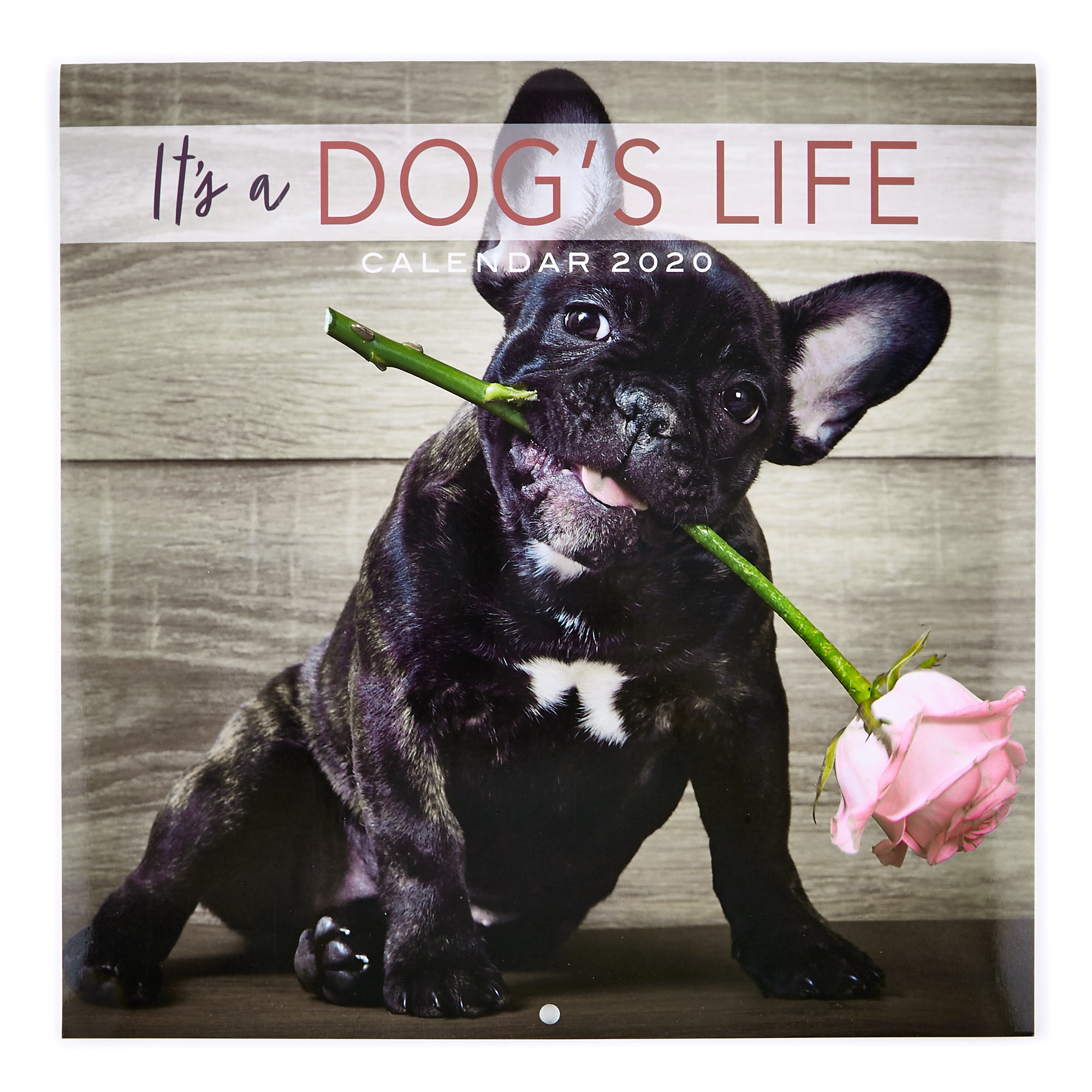 Buy 2020 Calendar - It's A Dog's Life for GBP 1.99 | Card Factory UK